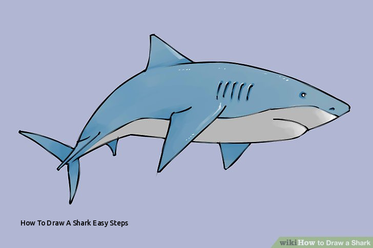 Shark Drawing Easy at PaintingValley.com | Explore collection of Shark ...