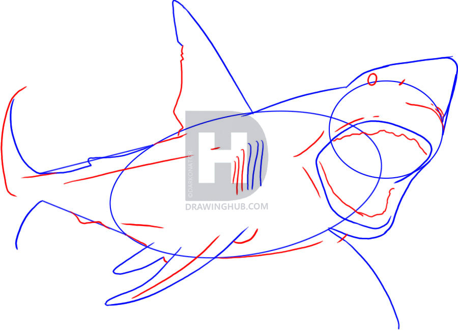 Shark Drawing Step By Step at PaintingValley.com | Explore collection ...