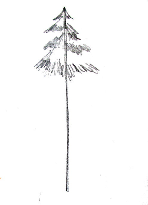 Simple Pine Tree Drawing at PaintingValley.com | Explore collection of ...