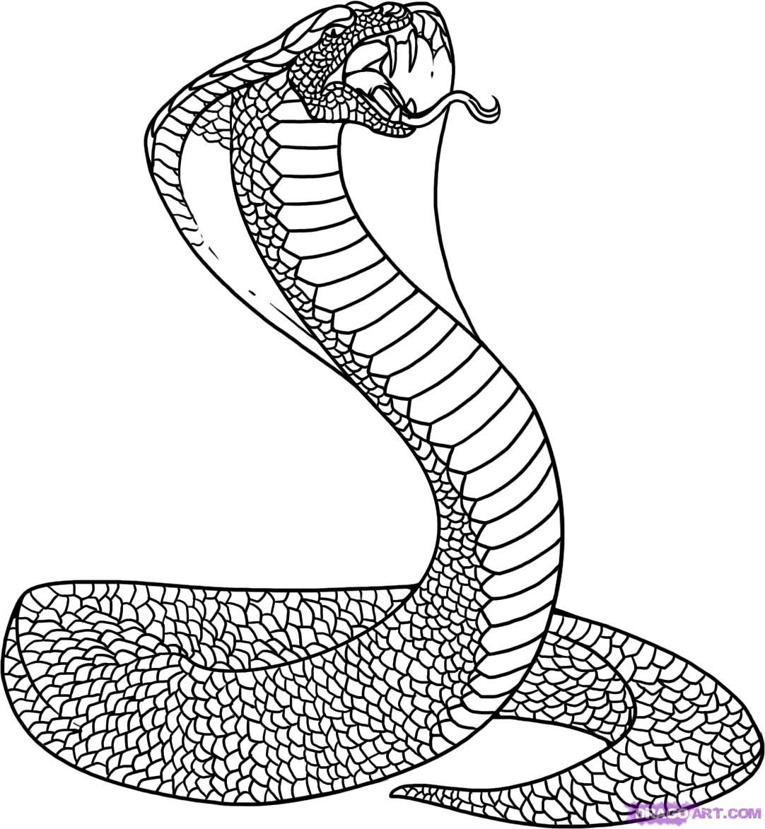 Snake Outline Drawing at PaintingValley.com | Explore collection of ...
