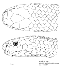 Snake Scales Drawing at PaintingValley.com | Explore collection of ...