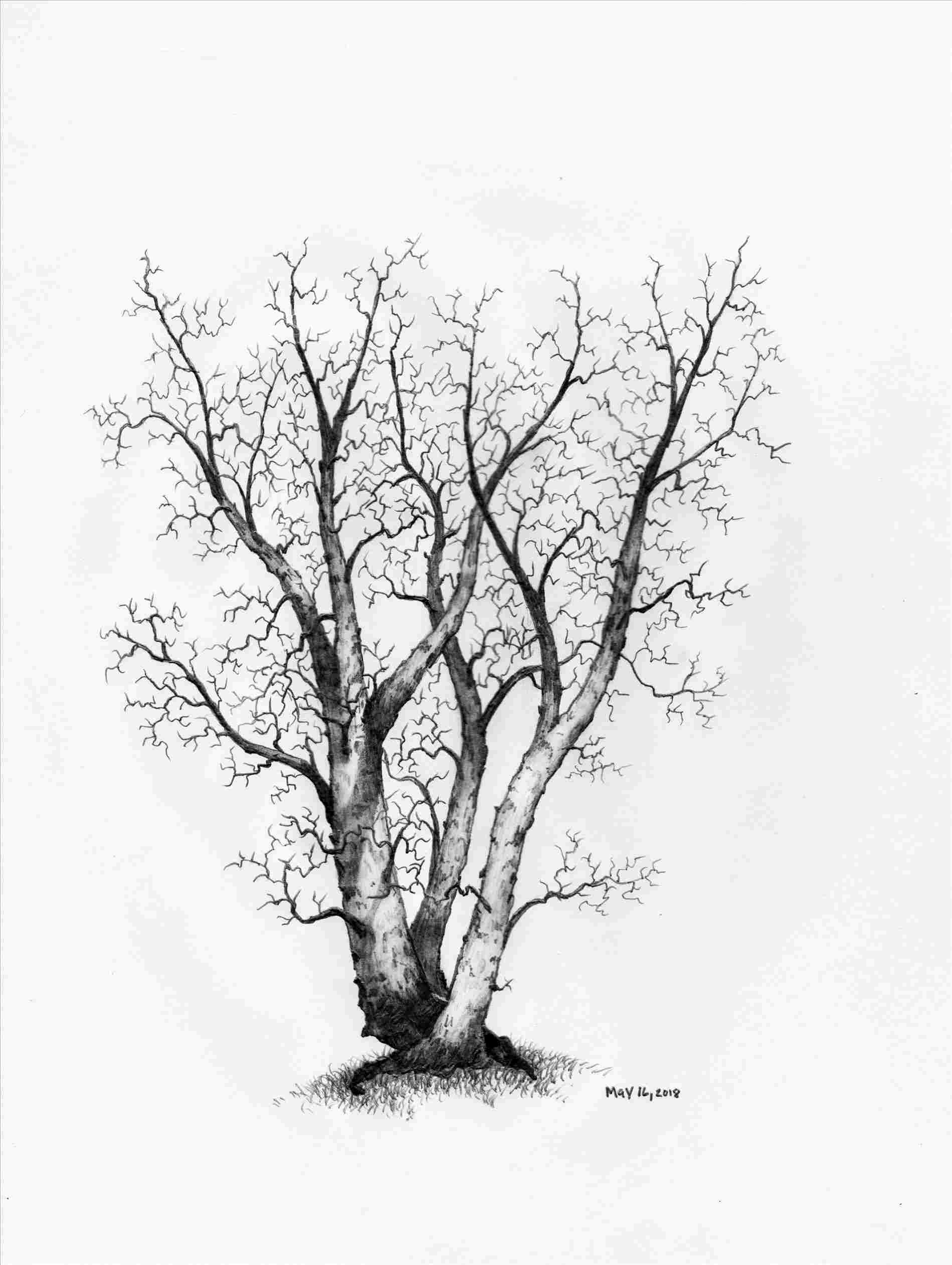 Spring Tree Drawing at PaintingValley.com | Explore collection of ...