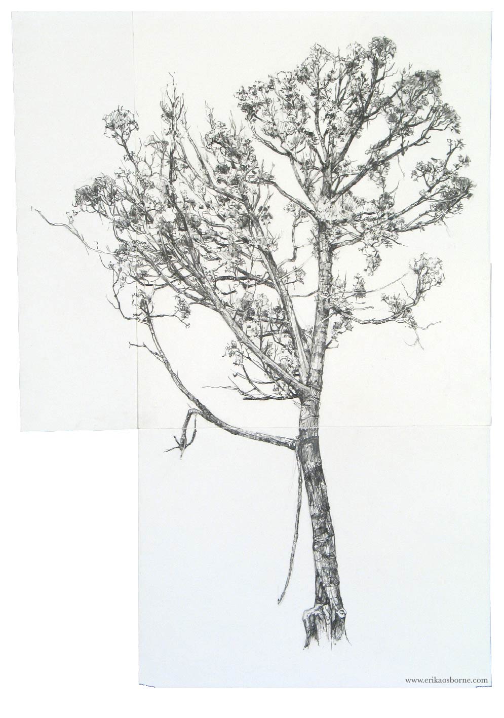 Spring Tree Drawing at PaintingValley.com | Explore collection of ...