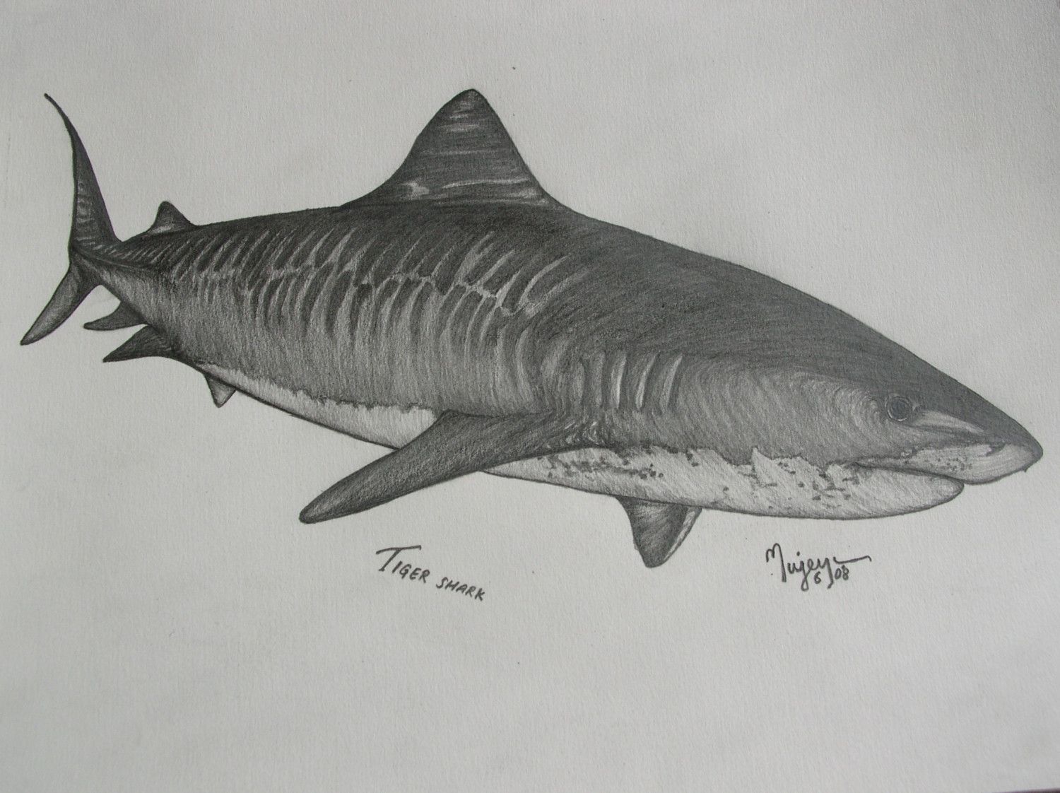 Tiger Shark Drawing at PaintingValley.com | Explore collection of Tiger ...