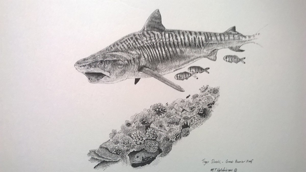 Tiger Shark Drawing at PaintingValley.com | Explore collection of Tiger ...