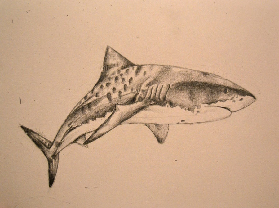 Tiger Shark Drawing at PaintingValley.com | Explore collection of Tiger ...