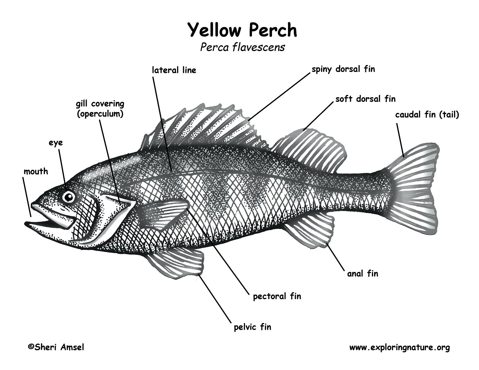 Labelling Of A Tilapia Fish