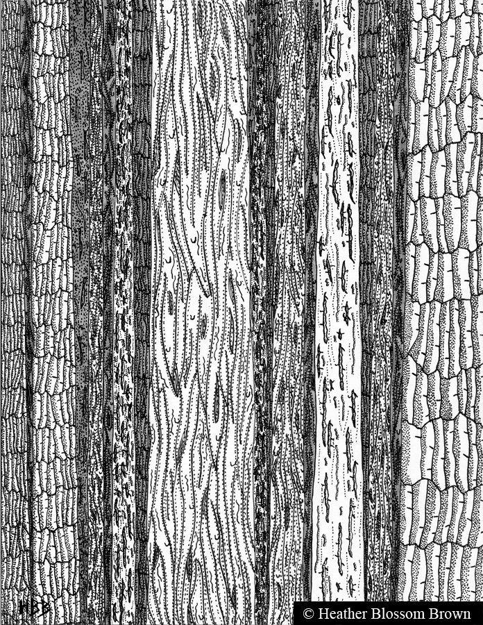 Tree Bark Drawing at PaintingValley.com | Explore collection of Tree ...