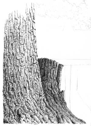 Tree Bark Drawing at PaintingValley.com | Explore collection of Tree ...