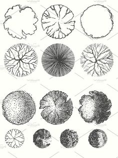 Tree Plan Drawing at PaintingValley.com | Explore collection of Tree ...