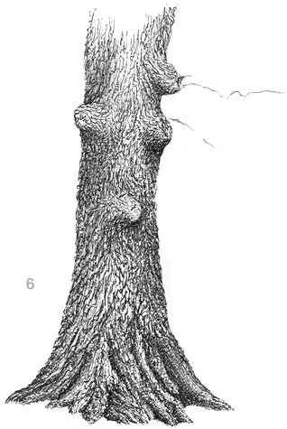 Tree Trunk Drawing at PaintingValley.com | Explore collection of Tree ...