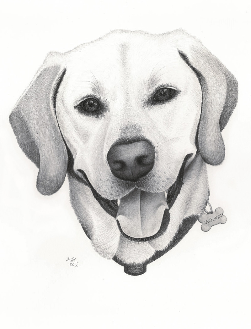 Yellow Lab Drawing at PaintingValley.com | Explore collection of Yellow Lab Drawing