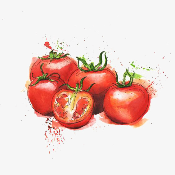 Tomato Watercolor at PaintingValley.com | Explore collection of Tomato ...
