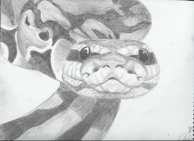 Ball Python Sketch at PaintingValley.com | Explore collection of Ball ...