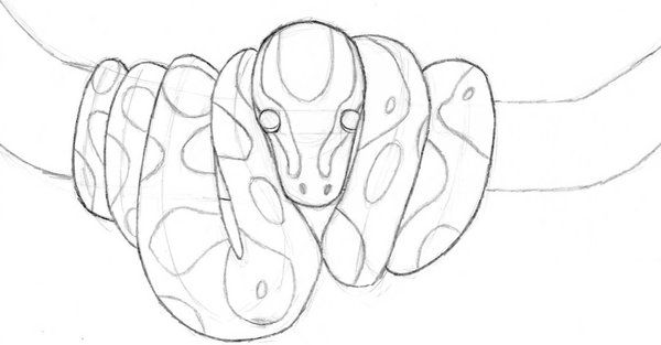 Ball Python Sketch at PaintingValley.com | Explore collection of Ball ...