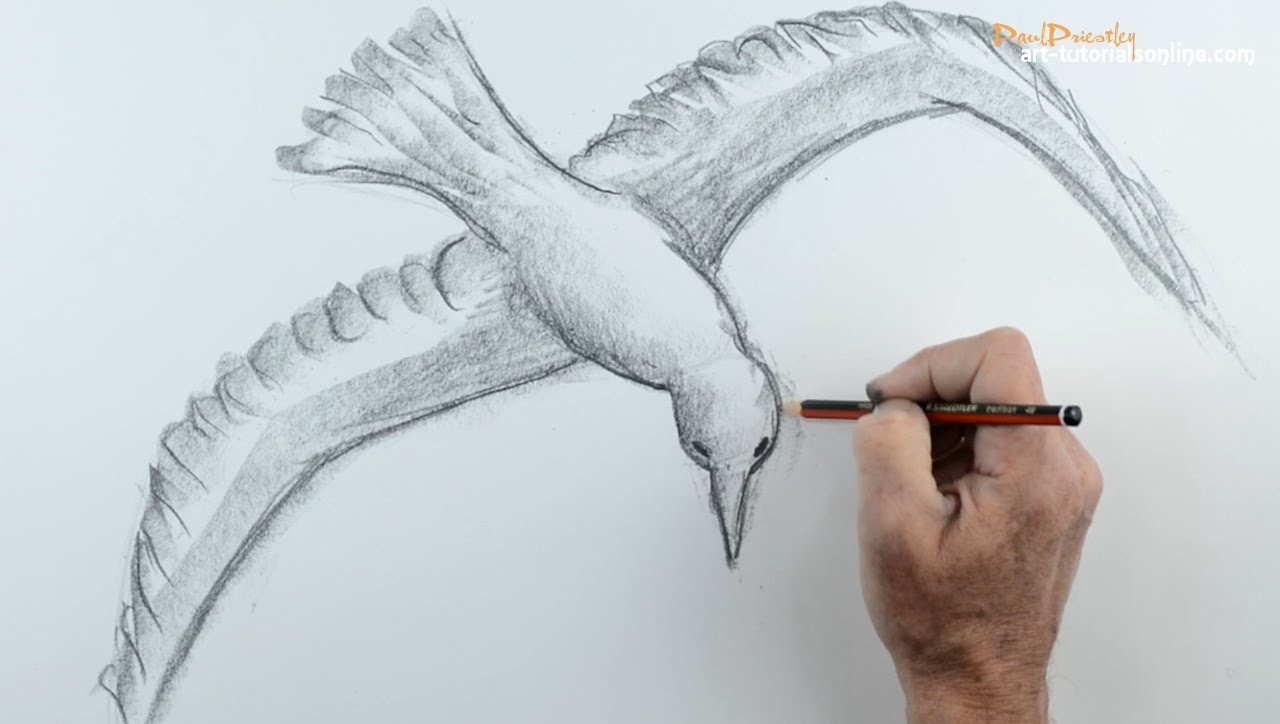 Bird In Flight Sketch at PaintingValley.com | Explore collection of ...