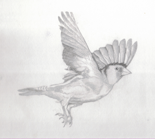 Bird In Flight Sketch at PaintingValley.com | Explore collection of ...