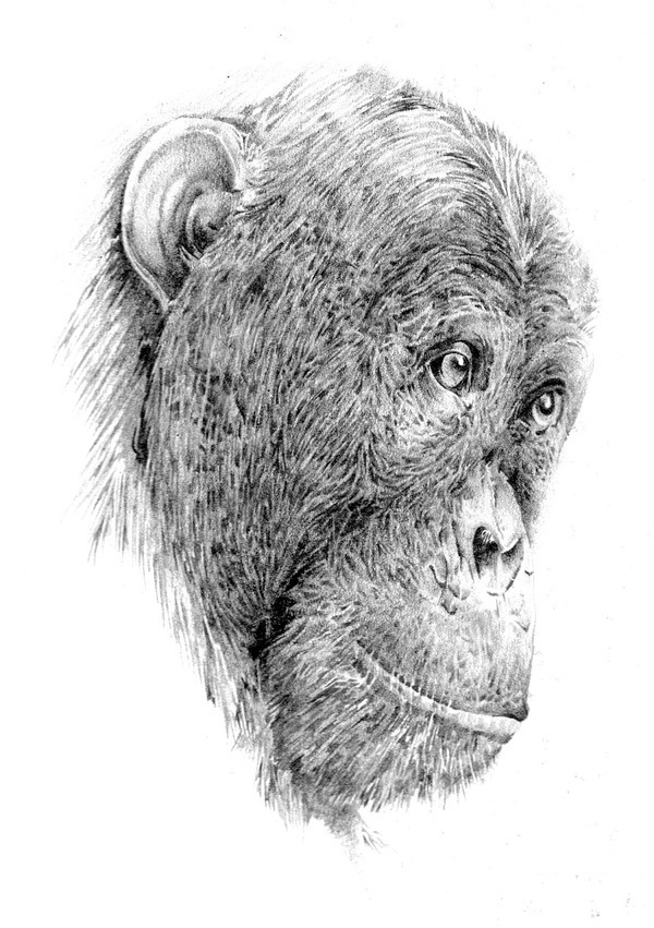 Chimp Sketch at PaintingValley.com | Explore collection of Chimp Sketch