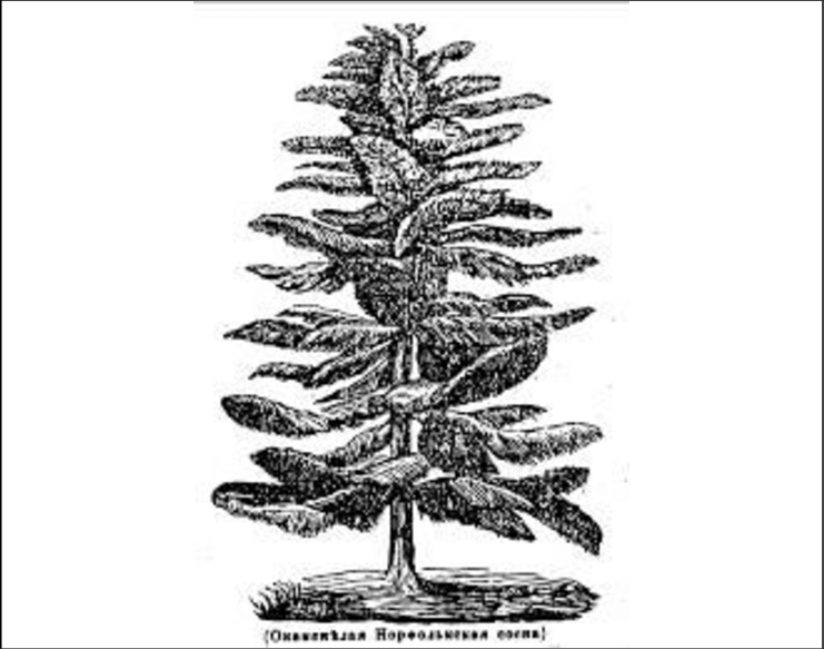 Evergreen Sketch at PaintingValley.com | Explore collection of ...