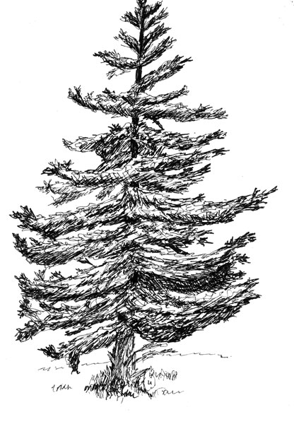 Evergreen Sketch at PaintingValley.com | Explore collection of ...
