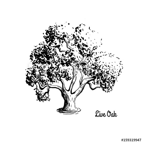 Evergreen Tree Sketch at PaintingValley.com | Explore collection of ...