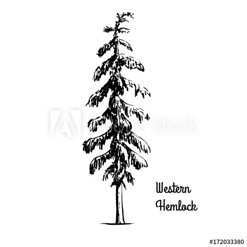 Evergreen Tree Sketch at PaintingValley.com | Explore collection of ...