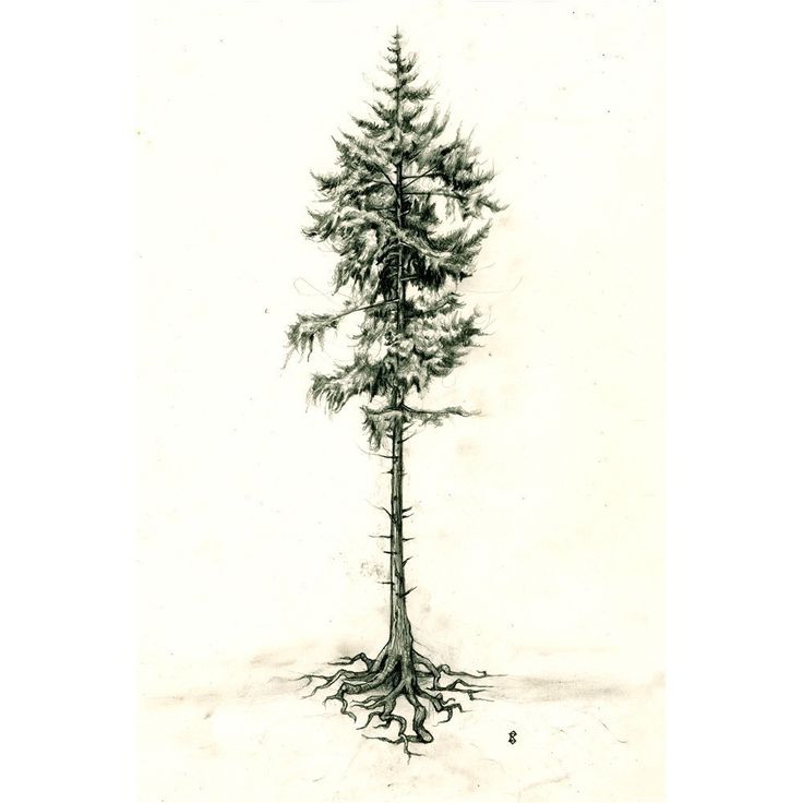 Evergreen Tree Sketch at PaintingValley.com | Explore collection of ...