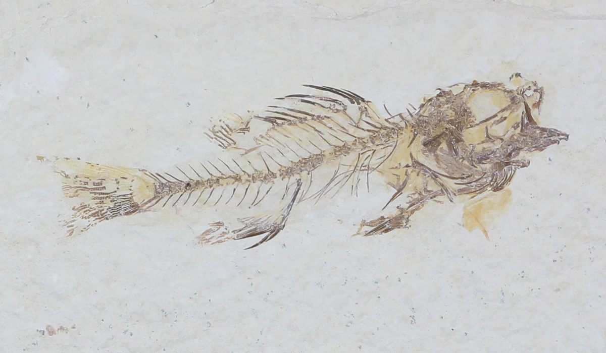 Fossil Sketch at PaintingValley.com | Explore collection of Fossil Sketch