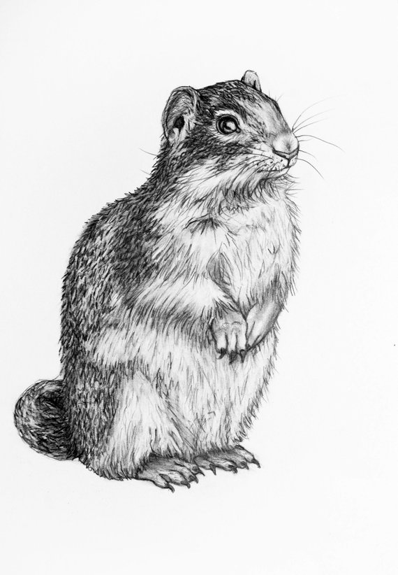 Gopher Sketch At Explore Collection Of Gopher Sketch