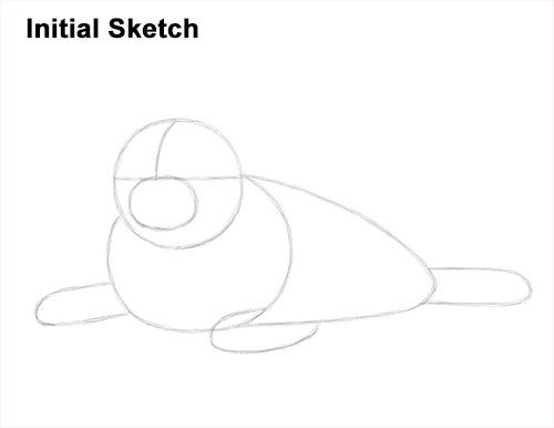 Harp Seal Sketch at PaintingValley.com | Explore collection of Harp ...