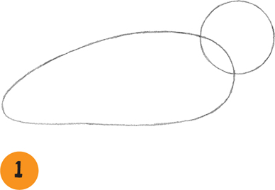 Harp Seal Sketch at PaintingValley.com | Explore collection of Harp ...