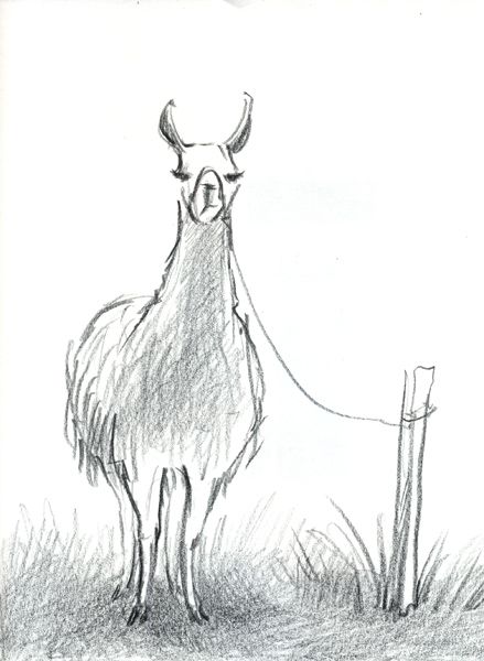 Llama Sketch at PaintingValley.com | Explore collection of Llama Sketch