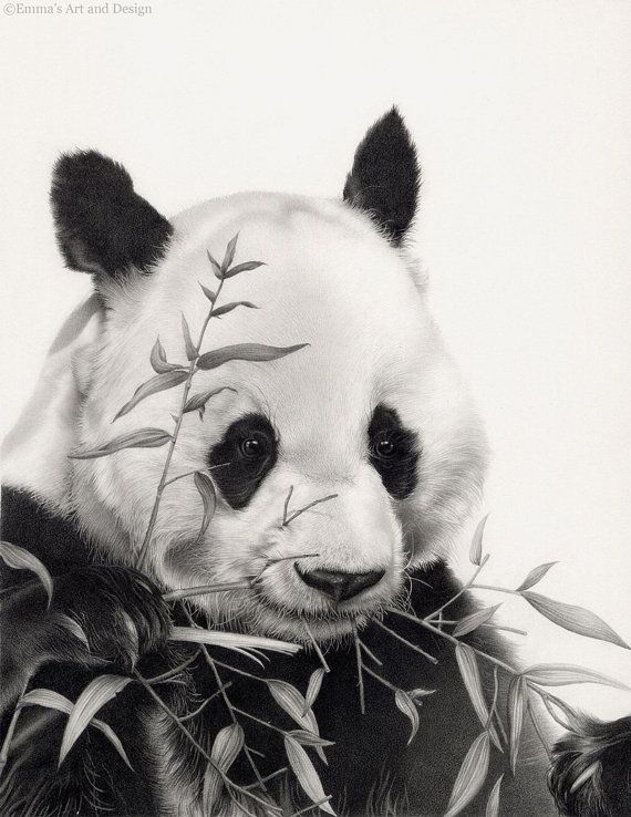 Panda Pencil Sketch at PaintingValley.com | Explore collection of Panda ...