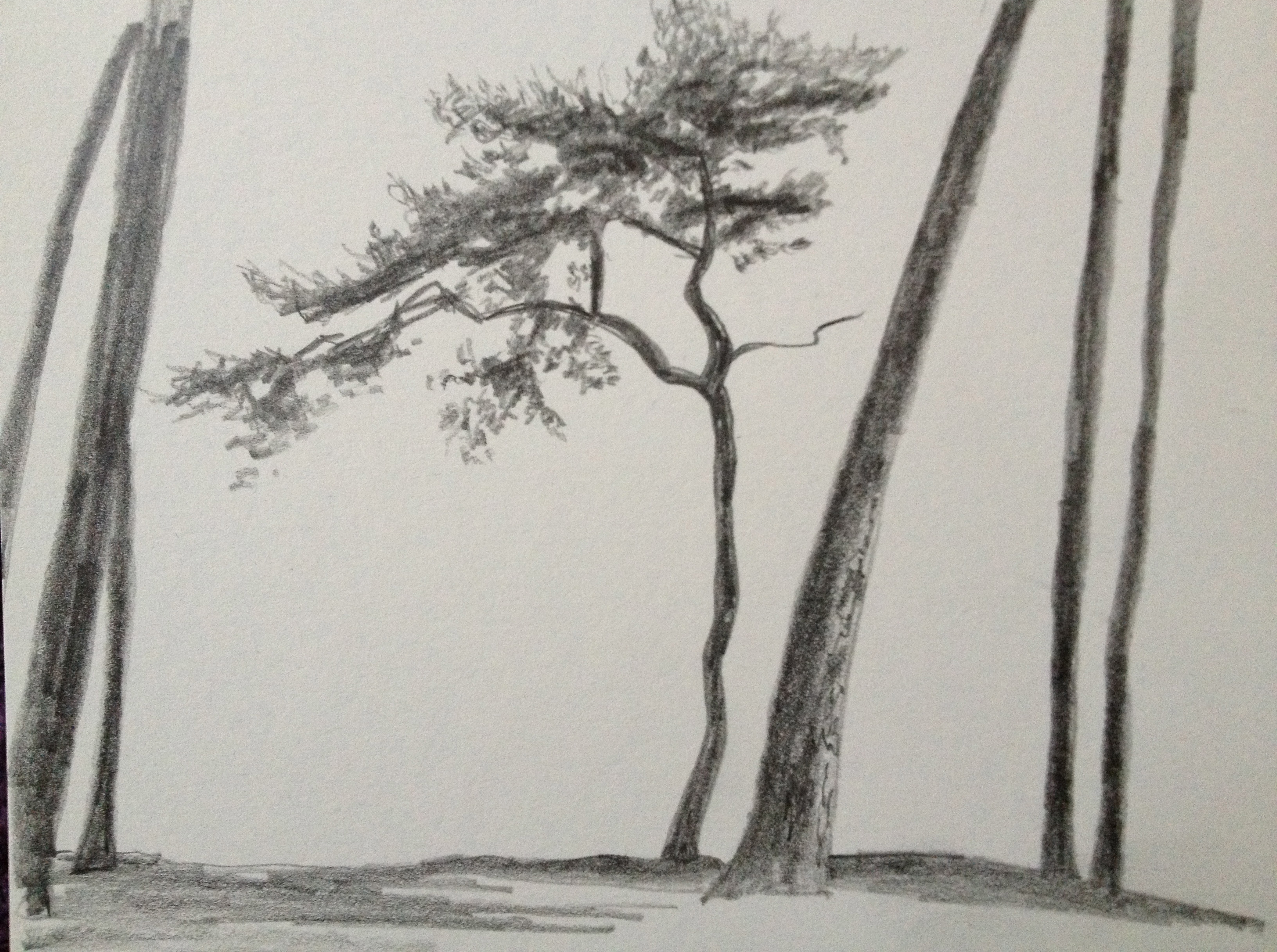 Pine Tree Sketch at PaintingValley.com | Explore collection of Pine ...