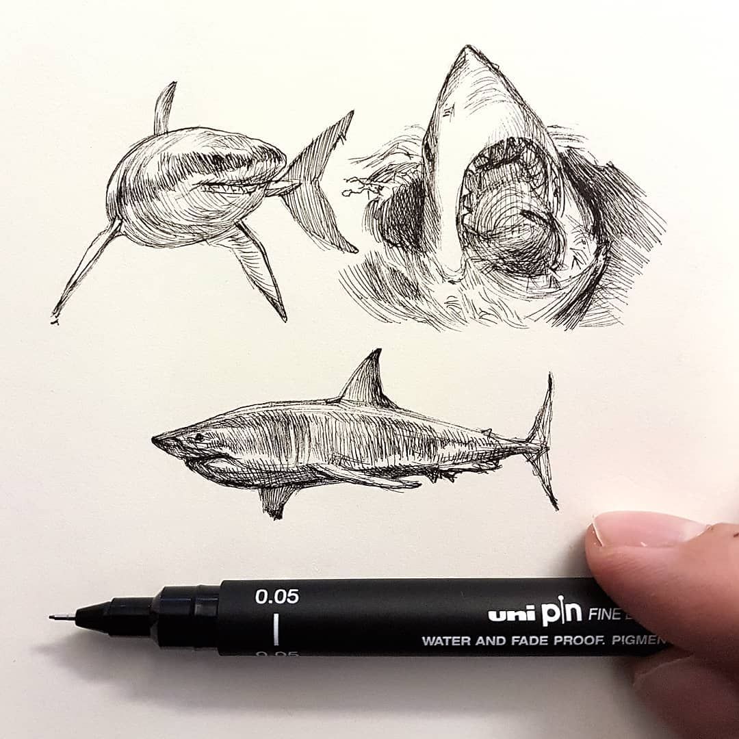 Shark Jaw Sketch at PaintingValley.com | Explore collection of Shark ...