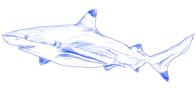 Shark Sketch Easy at PaintingValley.com | Explore collection of Shark ...