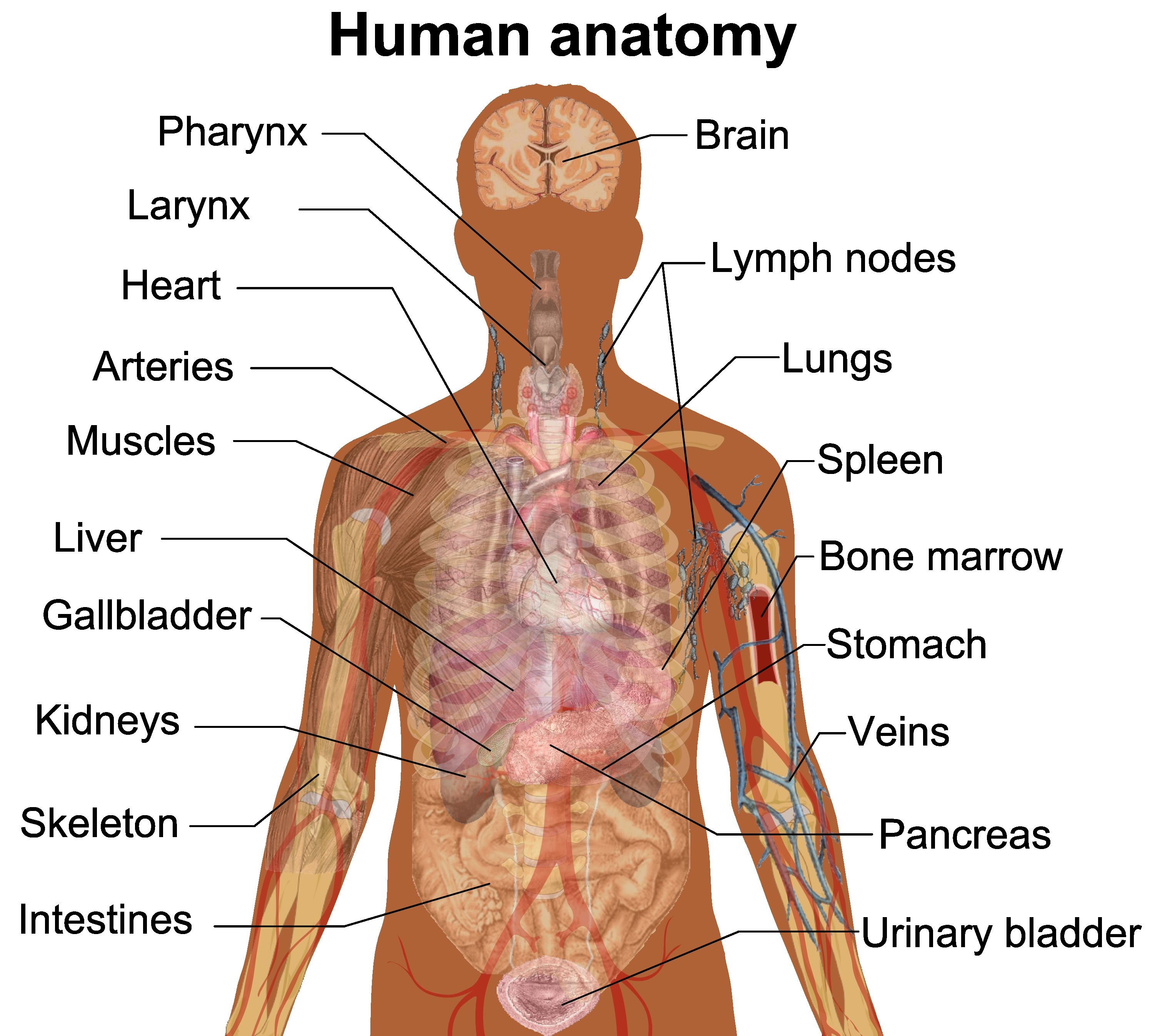 Sketch Of Human Body Parts At PaintingValley Explore Collection 