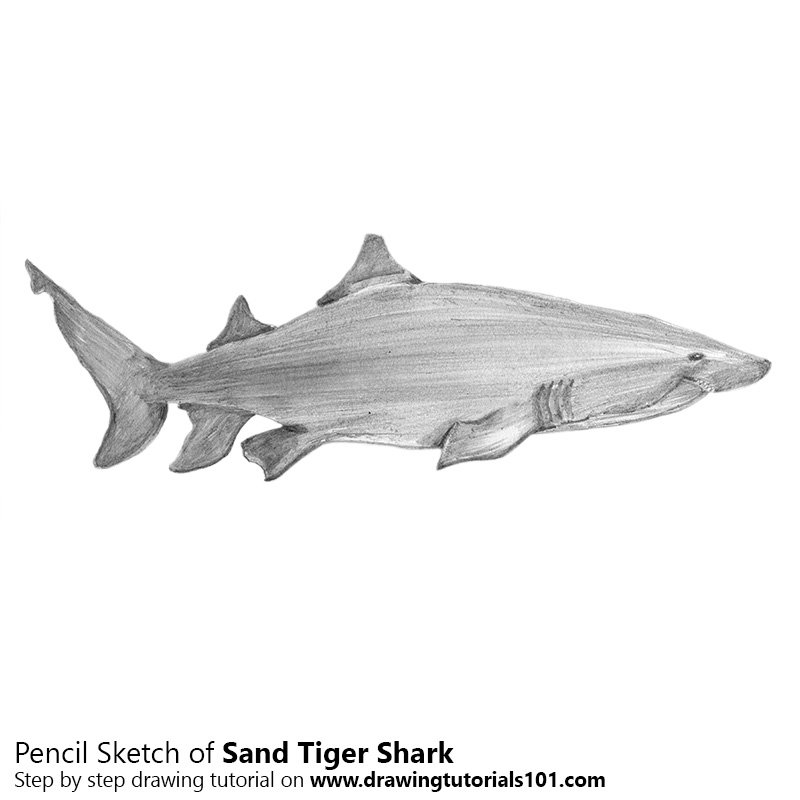 Tiger Shark Sketch at PaintingValley.com | Explore collection of Tiger ...