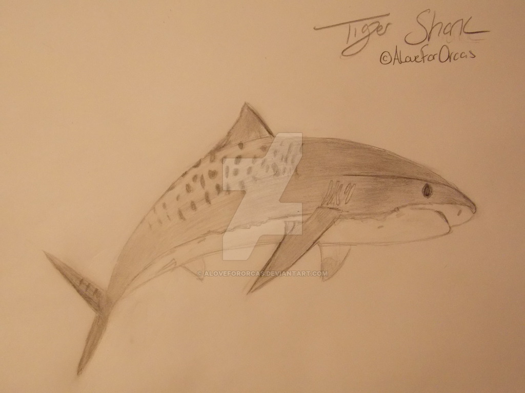 Tiger Shark Sketch at PaintingValley.com | Explore collection of Tiger ...