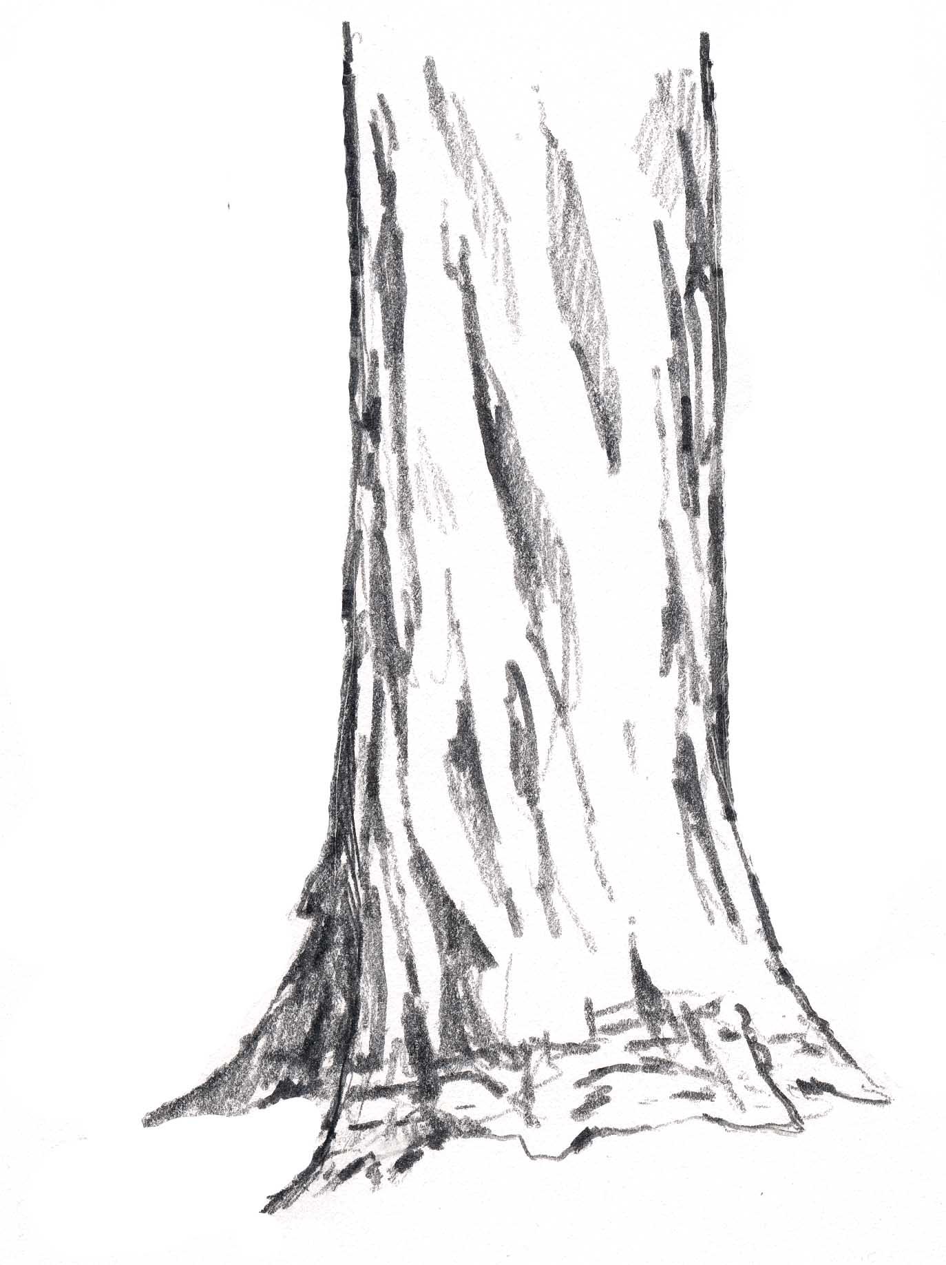 Tree Bark Sketch at PaintingValley.com | Explore collection of Tree ...