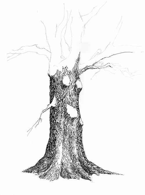 Tree Outline Sketch at PaintingValley.com | Explore collection of Tree ...