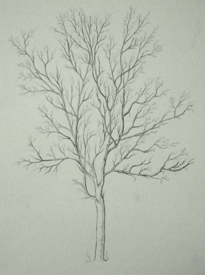 Tree Sketch Simple at PaintingValley.com | Explore collection of Tree ...
