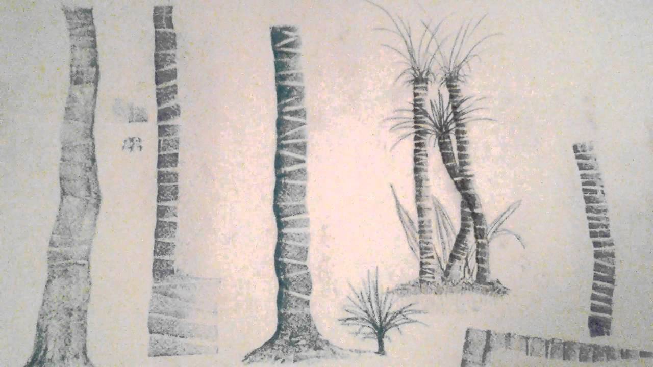 Tree Trunk Sketch at PaintingValley.com | Explore collection of Tree ...